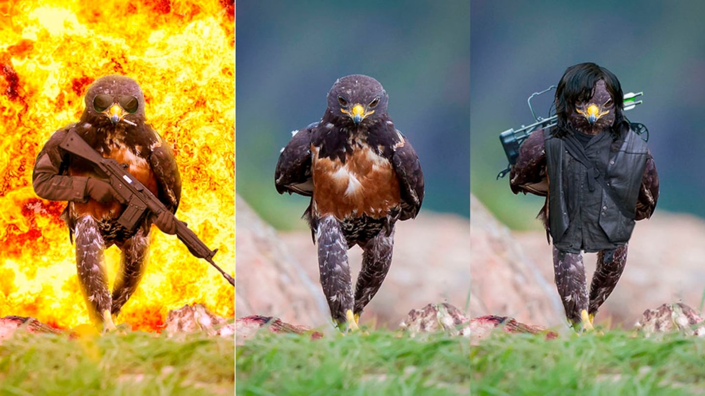 The Strut of the Jackal Buzzard: How a Walking Hawk Became the Internet ...