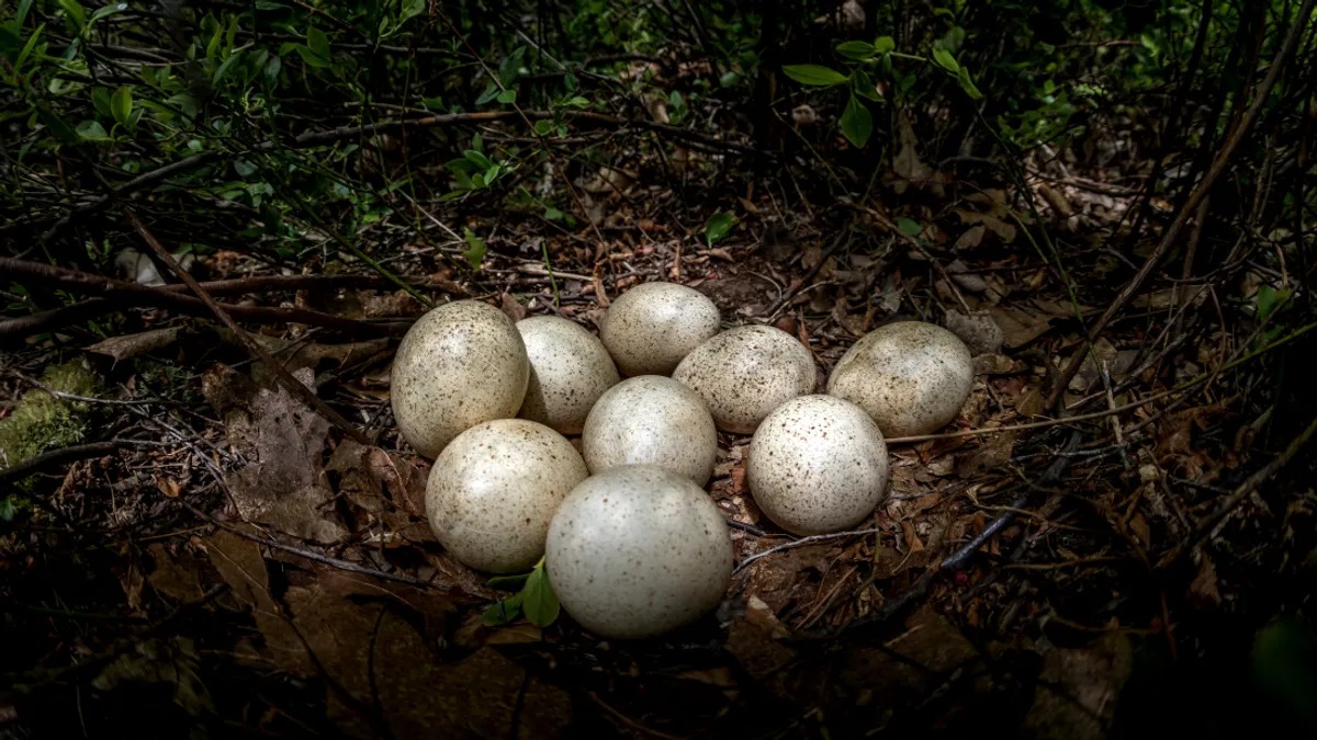 Turkey Eggs – Why Don’t We Eat Them? - Hasan Jasim
