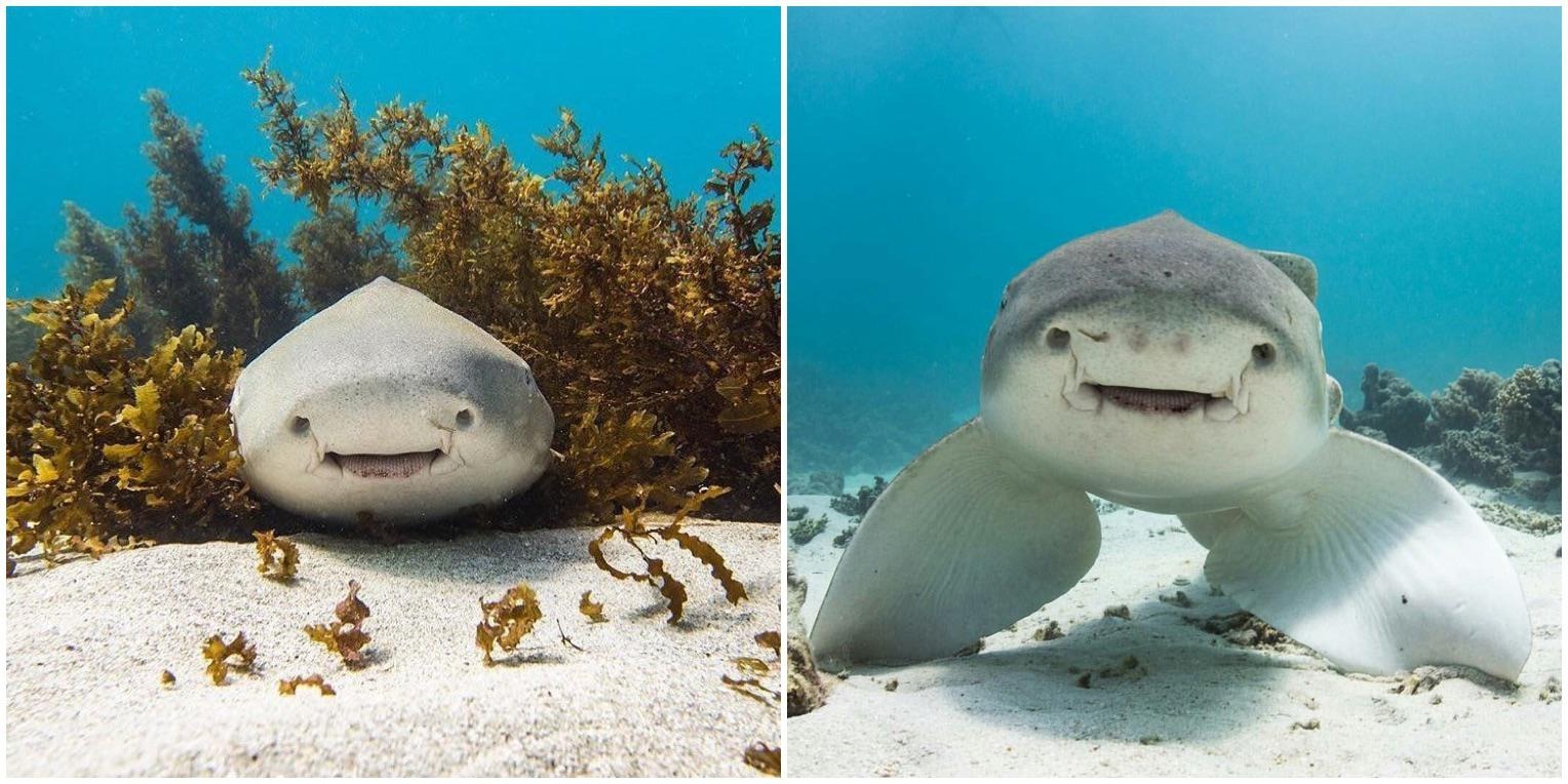 Meet the Leopard Shark: The Friendliest Shark in the Sea - Hasan Jasim