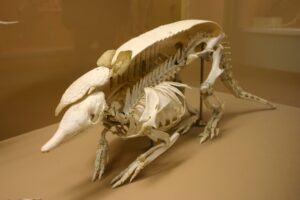 Armadillo Armor: The Unique Bone Structure That Redefines Natural ...