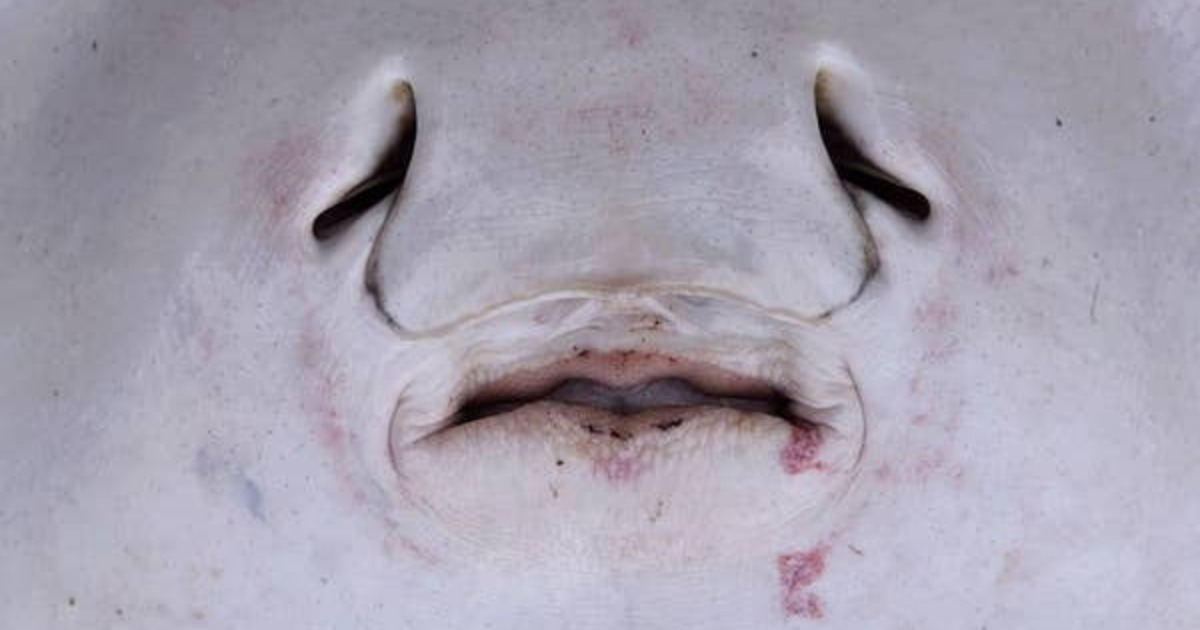 Baby Stingrays Look Like Ravioli: Adorably Alien Creatures of the Ocean ...