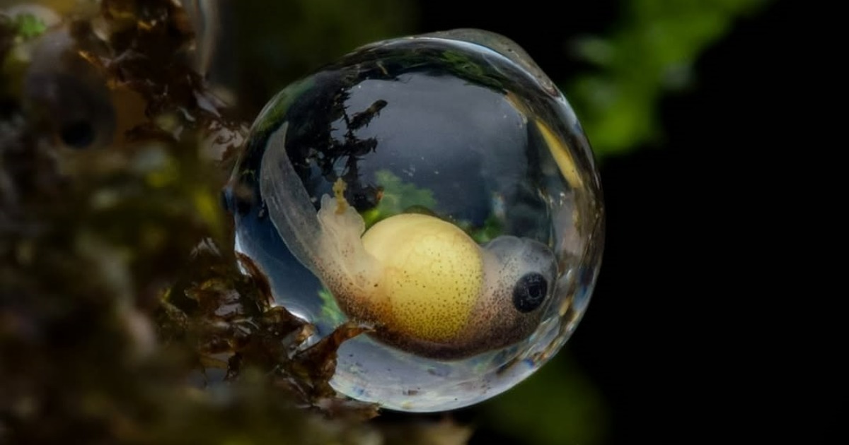 Witnessing the Miracle: Bombay Bush Frogs Hatching Inside Their Eggs ...
