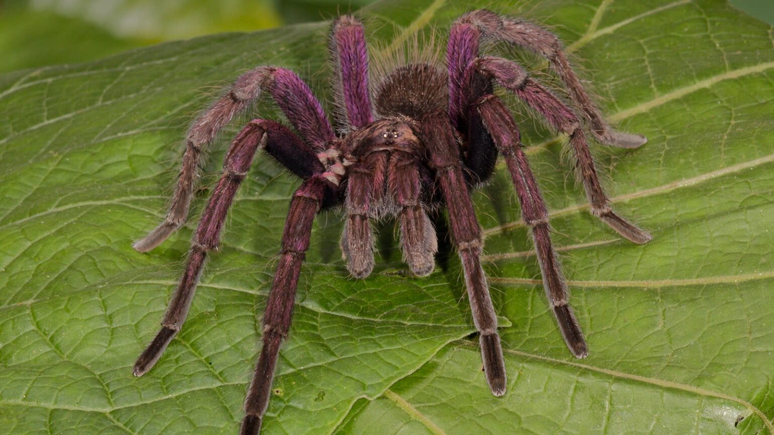 The Biggest Spider in the World (by Weight and by Leg Span) - Hasan Jasim