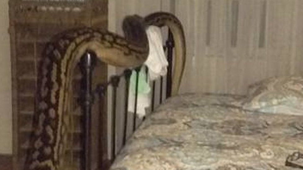 Woman wakes to 5m python beside her bed - Hasan Jasim