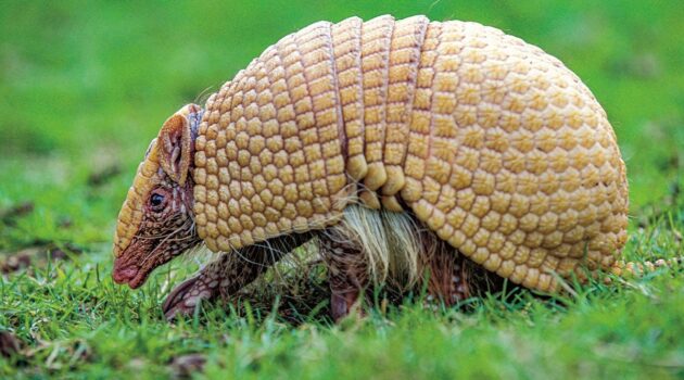 Armadillo Armor: The Unique Bone Structure That Redefines Natural ...