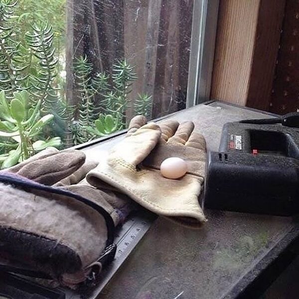 Why Pigeons Are Terrible at Building Nests: A Deep Dive into Their Lazy ...
