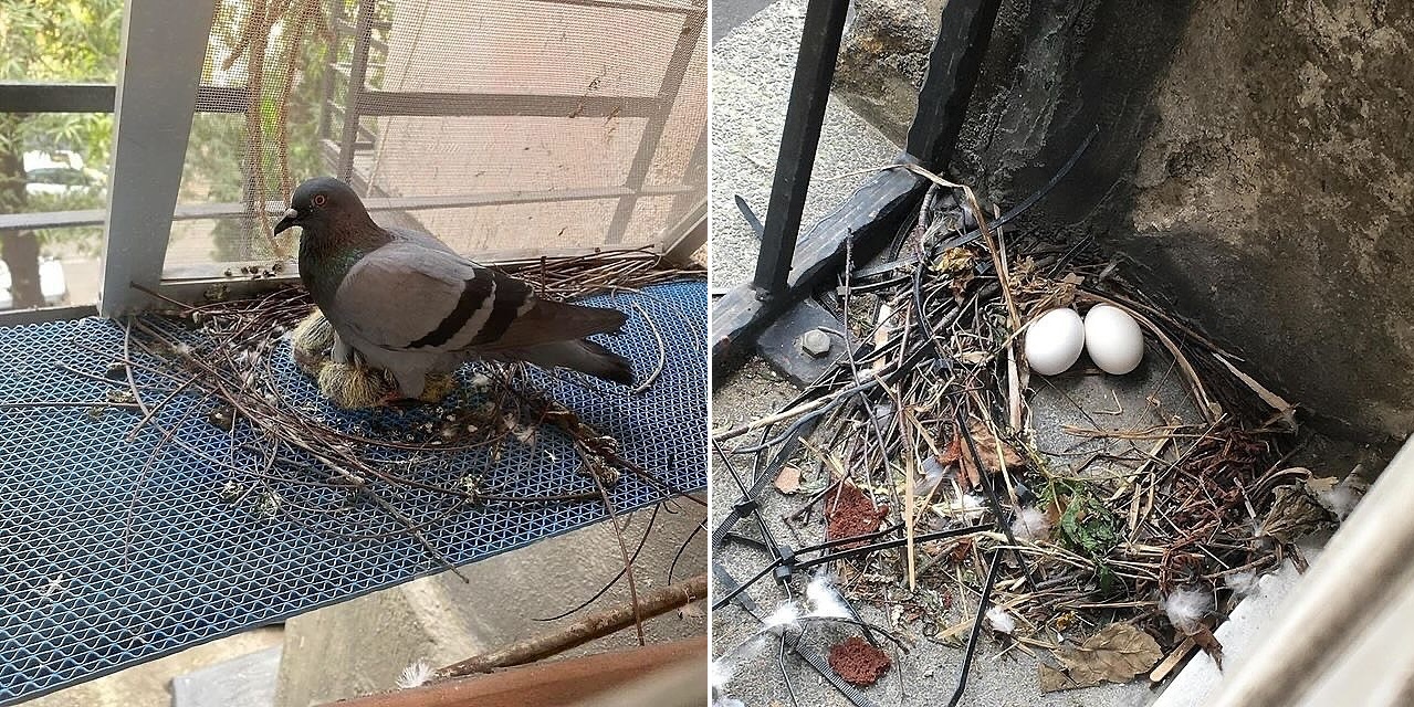 Why Pigeons Are Terrible at Building Nests: A Deep Dive into Their Lazy ...