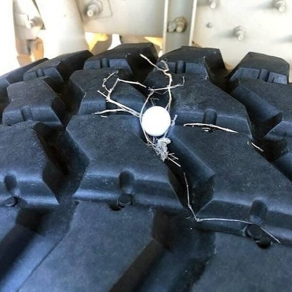 Why Pigeons Are Terrible at Building Nests: A Deep Dive into Their Lazy ...