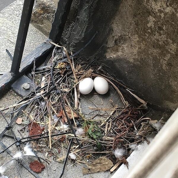 Why Pigeons Are Terrible at Building Nests: A Deep Dive into Their Lazy ...