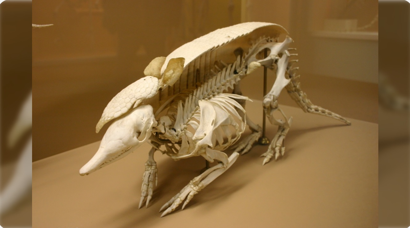 Armadillo Armor: The Unique Bone Structure That Redefines Natural Defense - Hasan Jasim