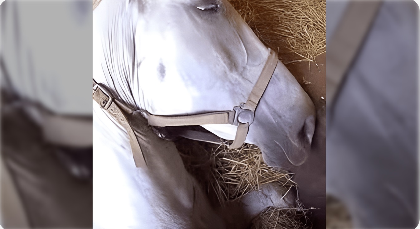 Desperate farmer whispers “Don’t die” in horse’s ear – mare’s response ...