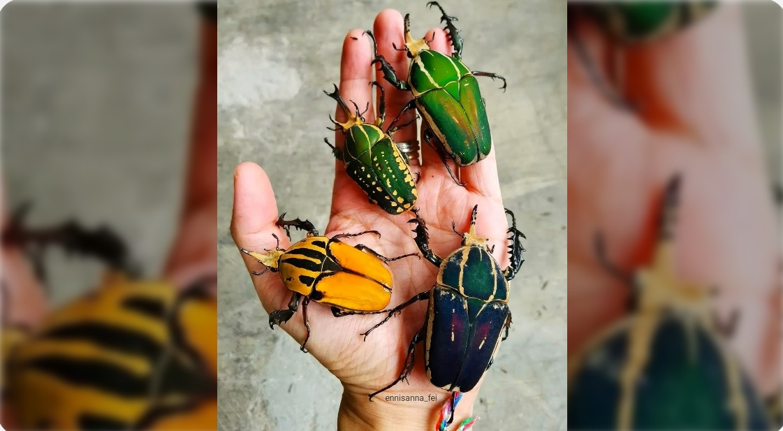 Unlocking the Secrets of Giant Flower Beetles: Exploring the ...
