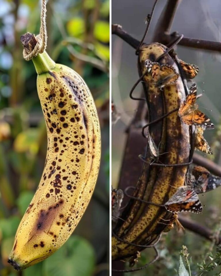 Here’s Why You Want to Hang an Overripe Banana in your Garden - Hasan Jasim