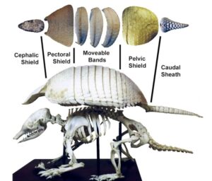 Armadillo Armor: The Unique Bone Structure That Redefines Natural Defense - Hasan Jasim