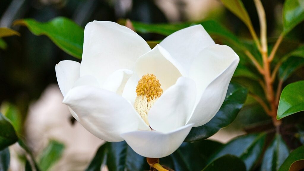 Unveiling the Ancient Mystery: Why Magnolias Are Pollinated by Beetles ...
