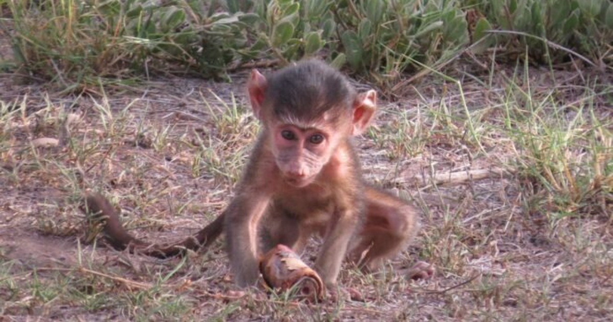 Baby baboon falls into lion’s lap – lion’s reaction has the whole world ...