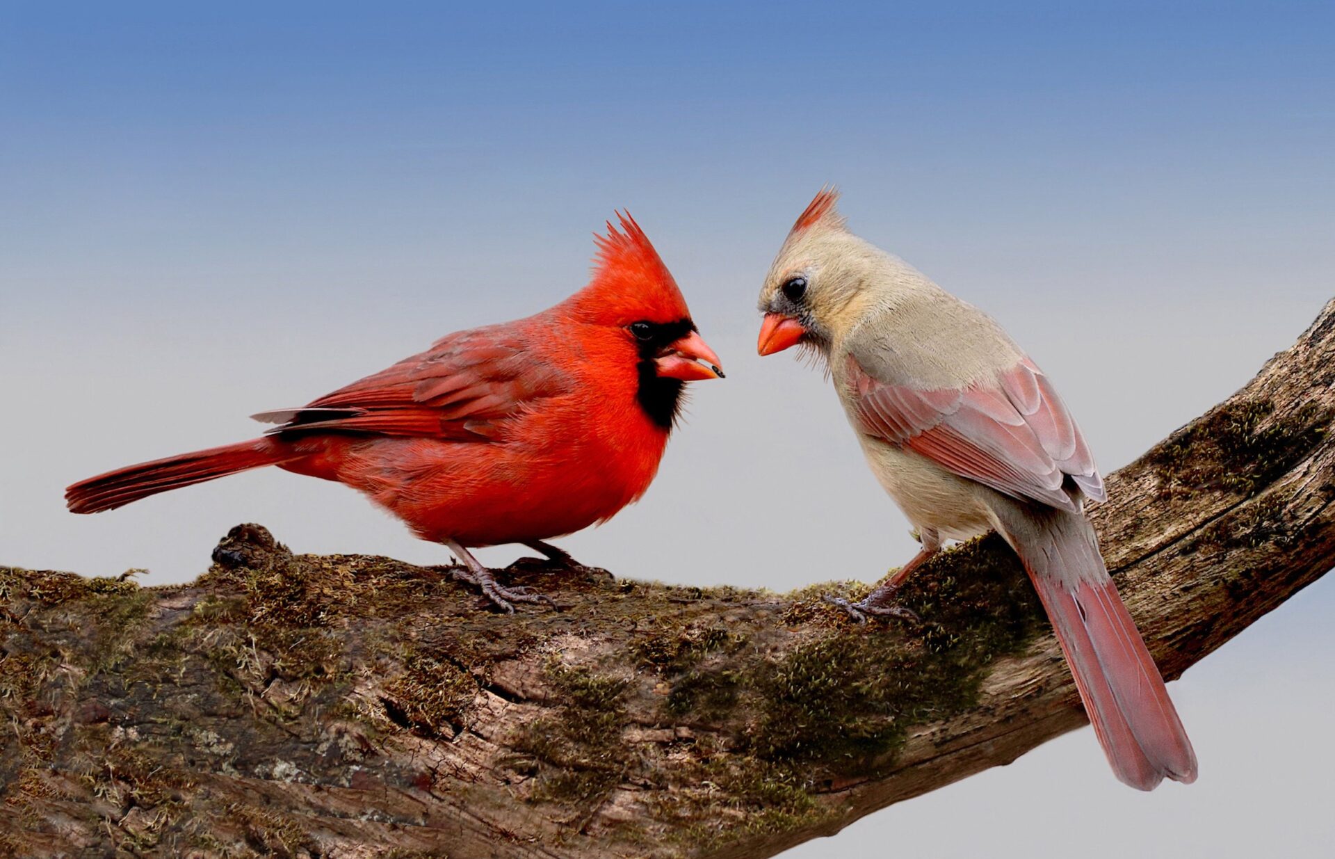 The Northern Cardinal: Nature's Most Romantic Bird and a True Symbol of ...