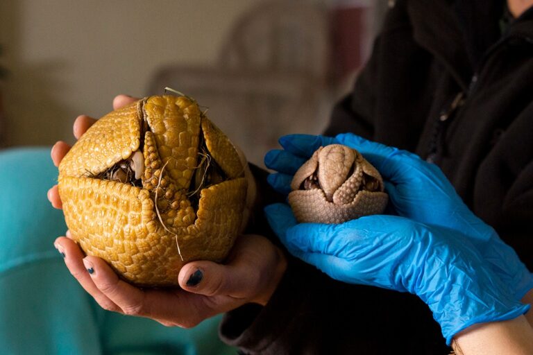 Armadillo Armor: The Unique Bone Structure That Redefines Natural ...