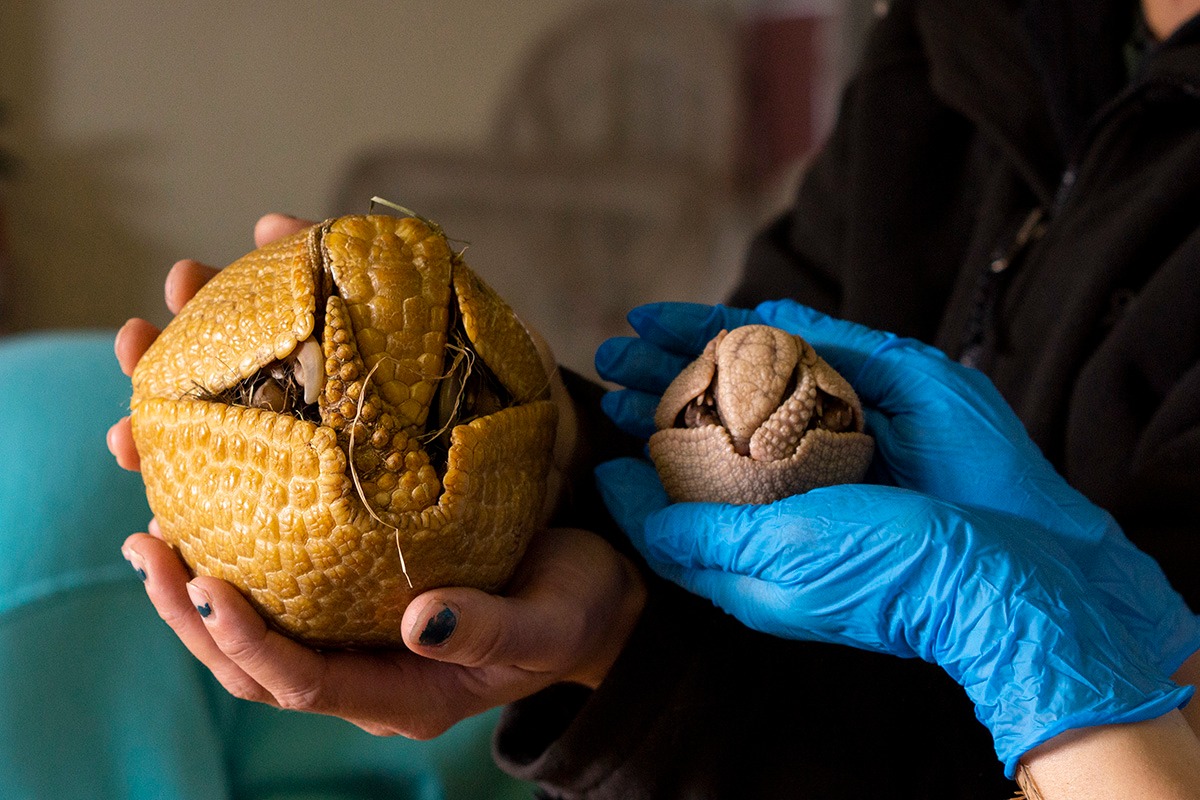 Armadillo Armor: The Unique Bone Structure That Redefines Natural Defense - Hasan Jasim