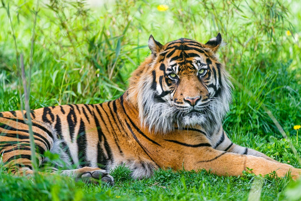 Tigers’ Bright Orange Color Is Actually Excellent Camouflage and Now We Know Why - Hasan Jasim