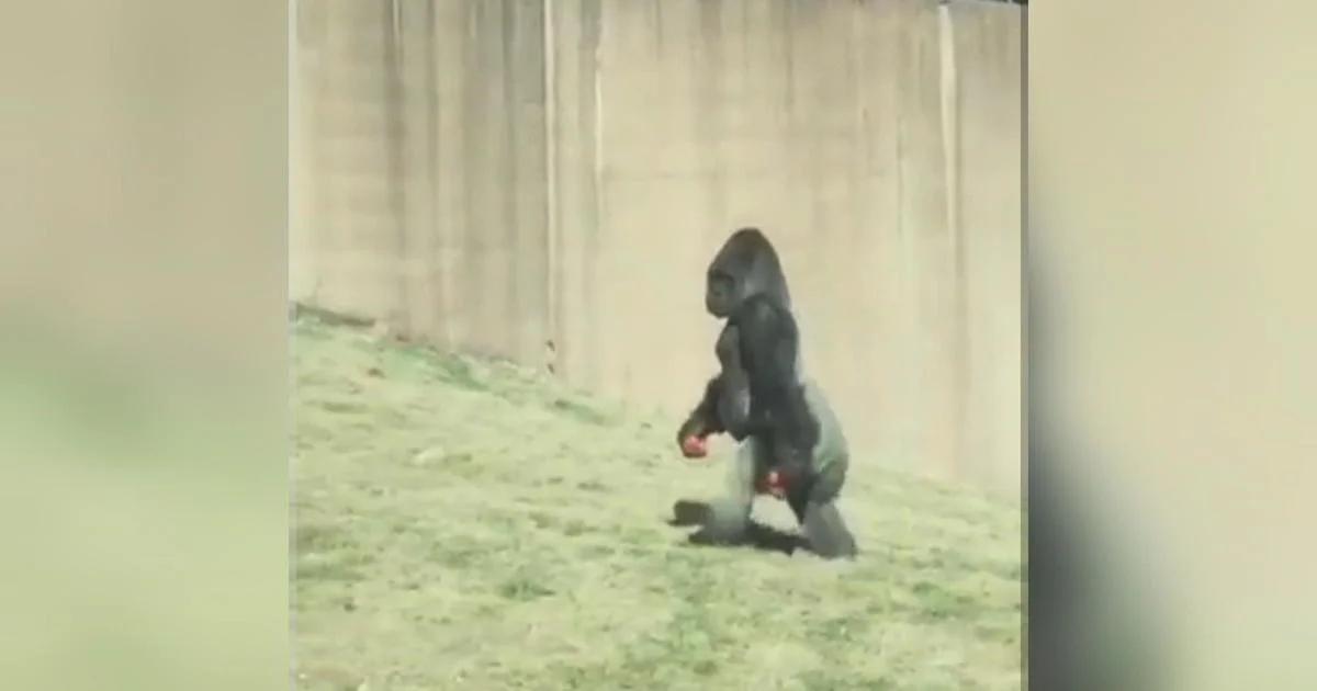 Silverback Gorilla Teaches Himself to Walk Upright on Two Legs – A ...