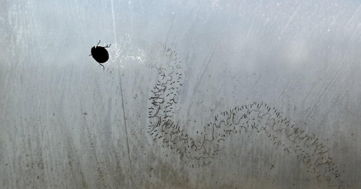 The Amazing Footprints of a Ladybug: How Tiny Creatures Leave Lasting ...