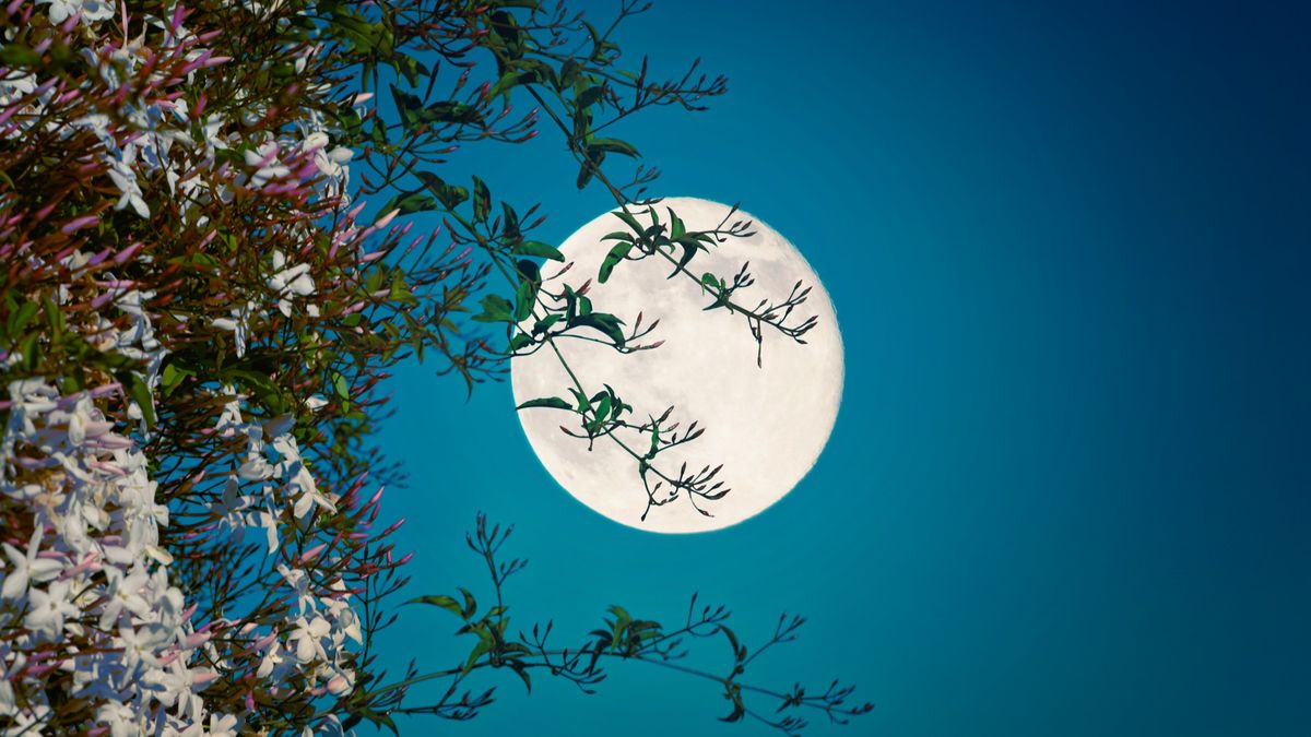 Flower Power in the Night Sky: Your Ultimate Guide to the May 12th Full Moon - Hasan Jasim