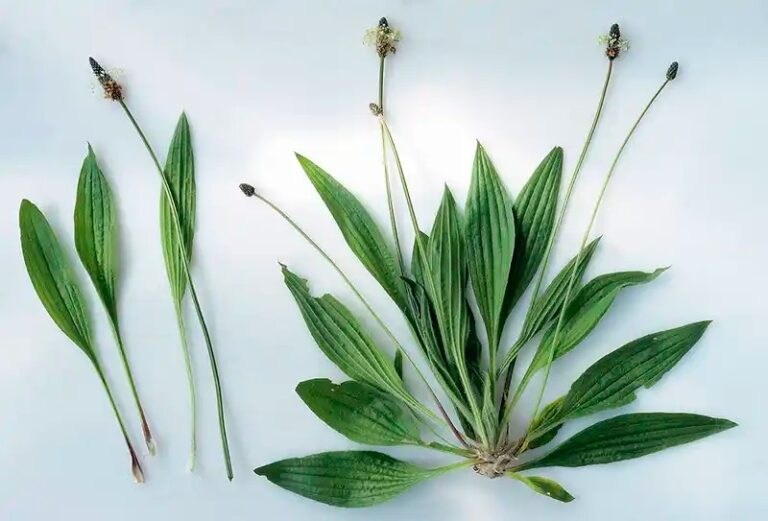 The Incredible Benefits of Plantago lanceolata and How to Use It ...