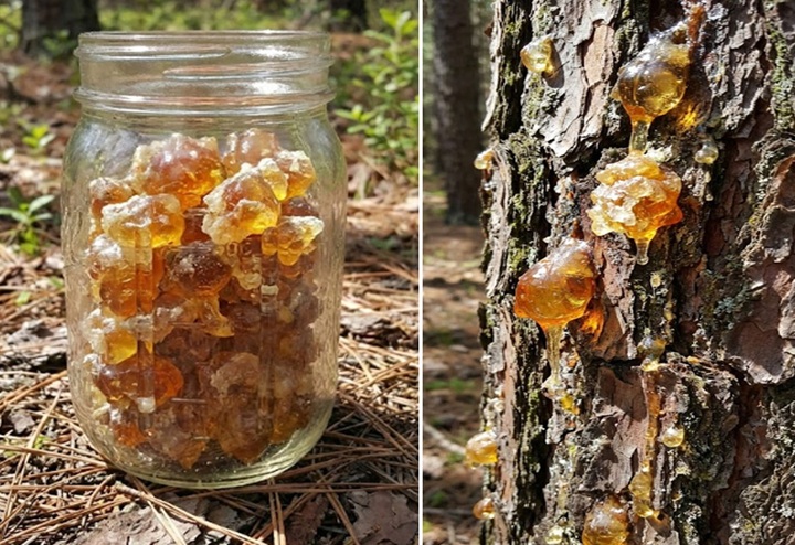 Natural Tree Resin: Nature’s Golden Defense With Powerful Benefits and ...