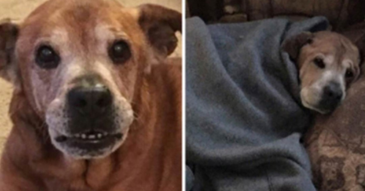 Couple adopt 17-year-old dog from shelter, he stays alive long enough ...
