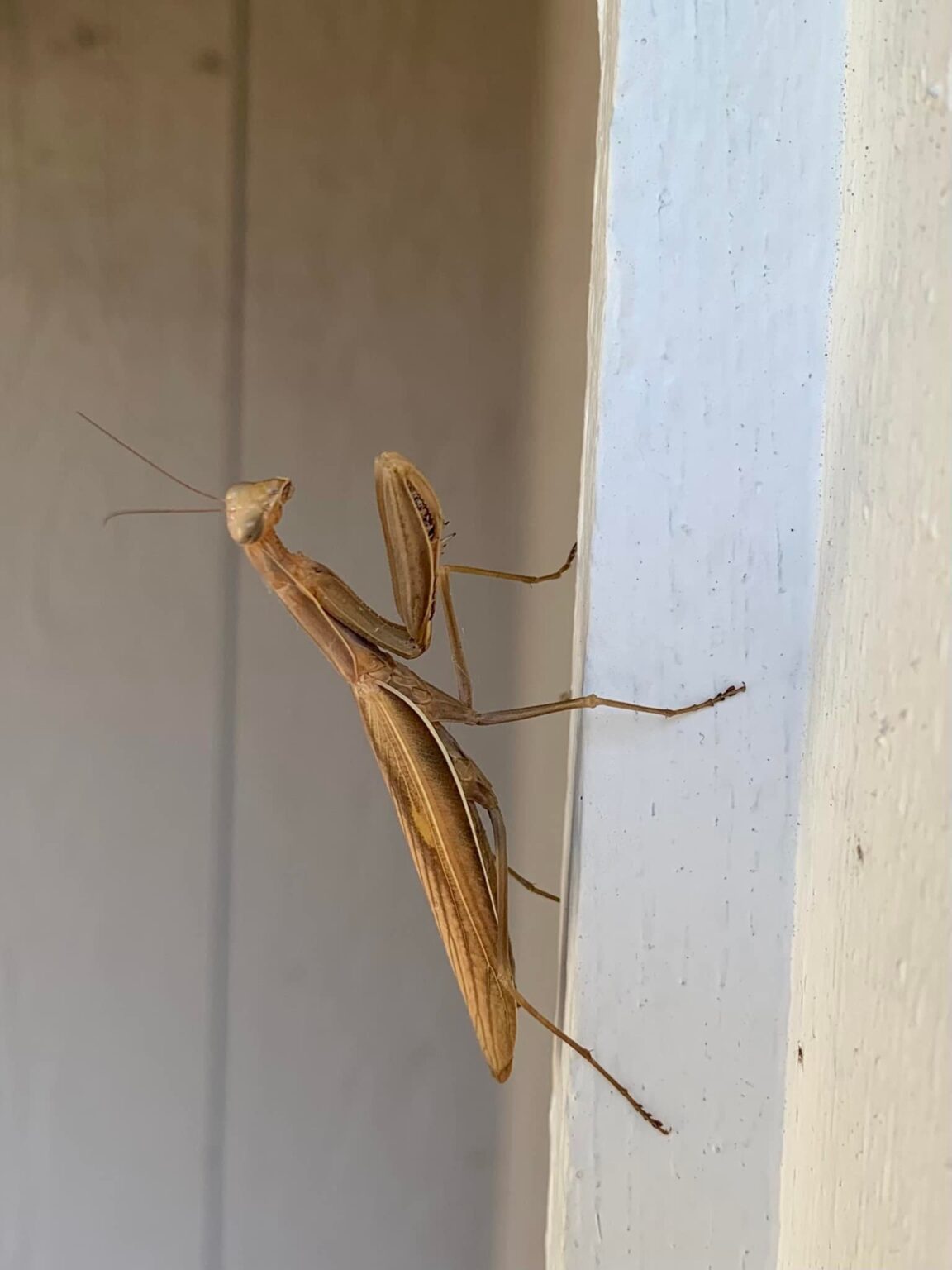 When a Praying Mantis Lands on You: Symbolism, Spiritual Meaning, and ...