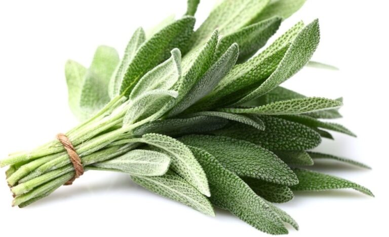 Everything you can do with this plant: all of Grandma’s uses - Hasan Jasim