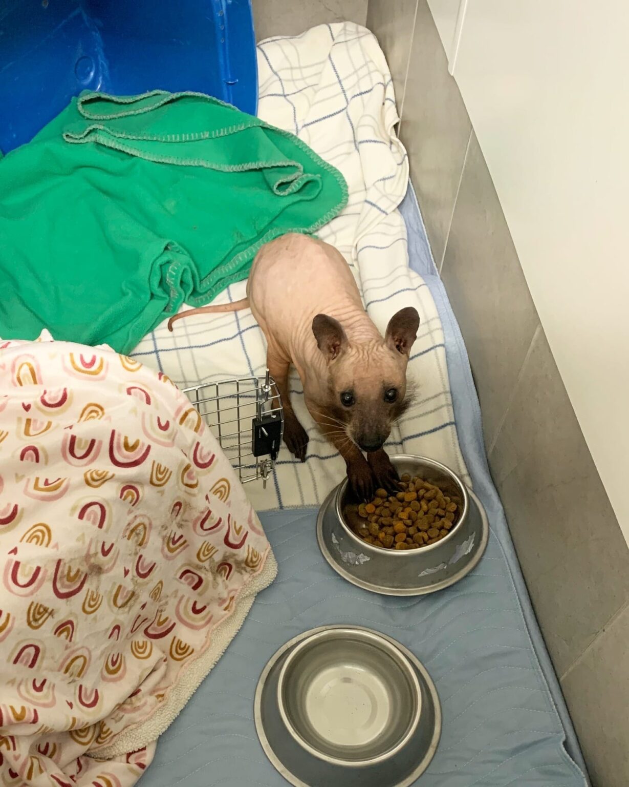 Animal rescued from freezing cold looked like a hairless cat — but its ...
