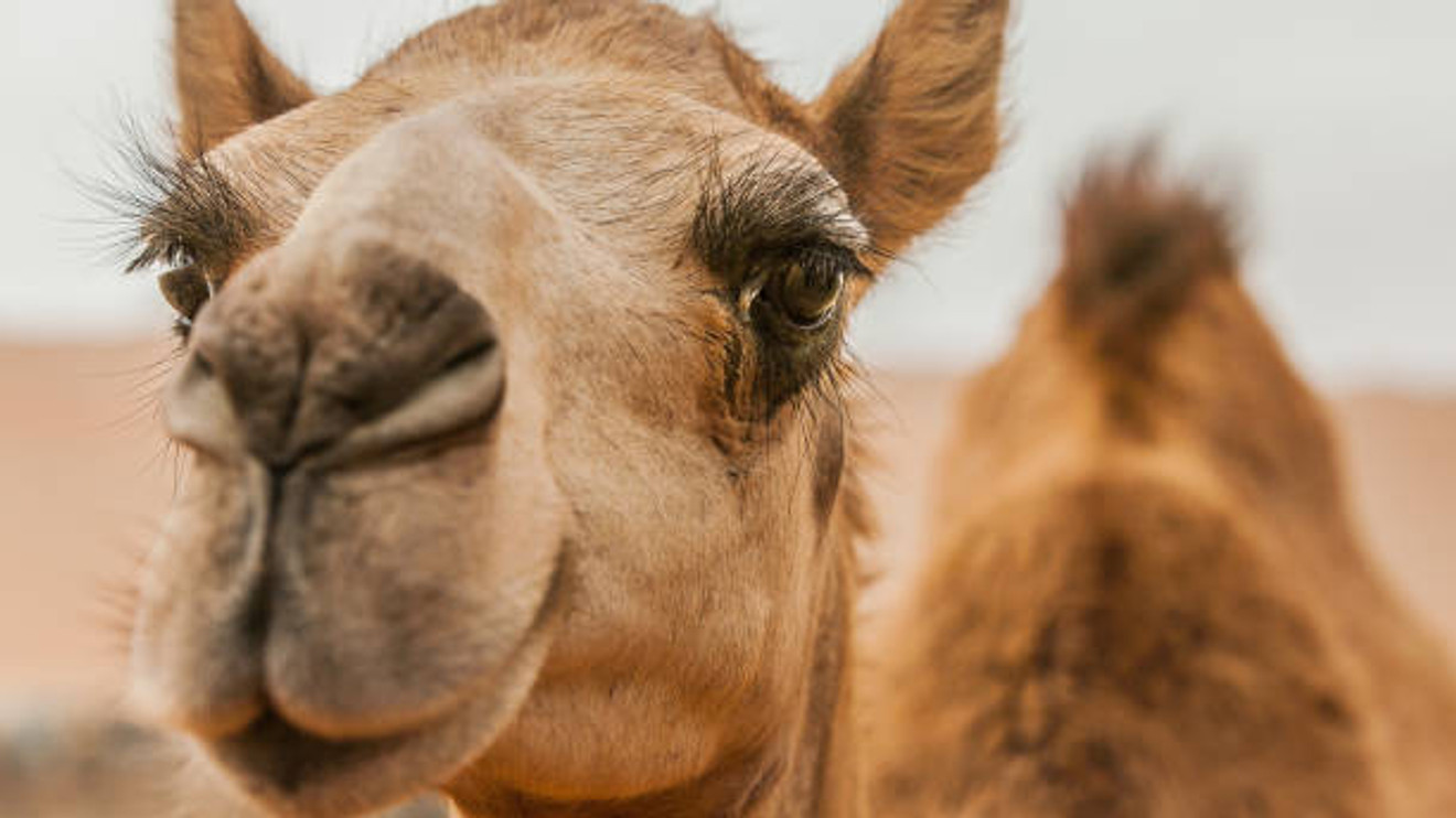Neglected camel kills owner after hours tied in scorching heat - Hasan ...