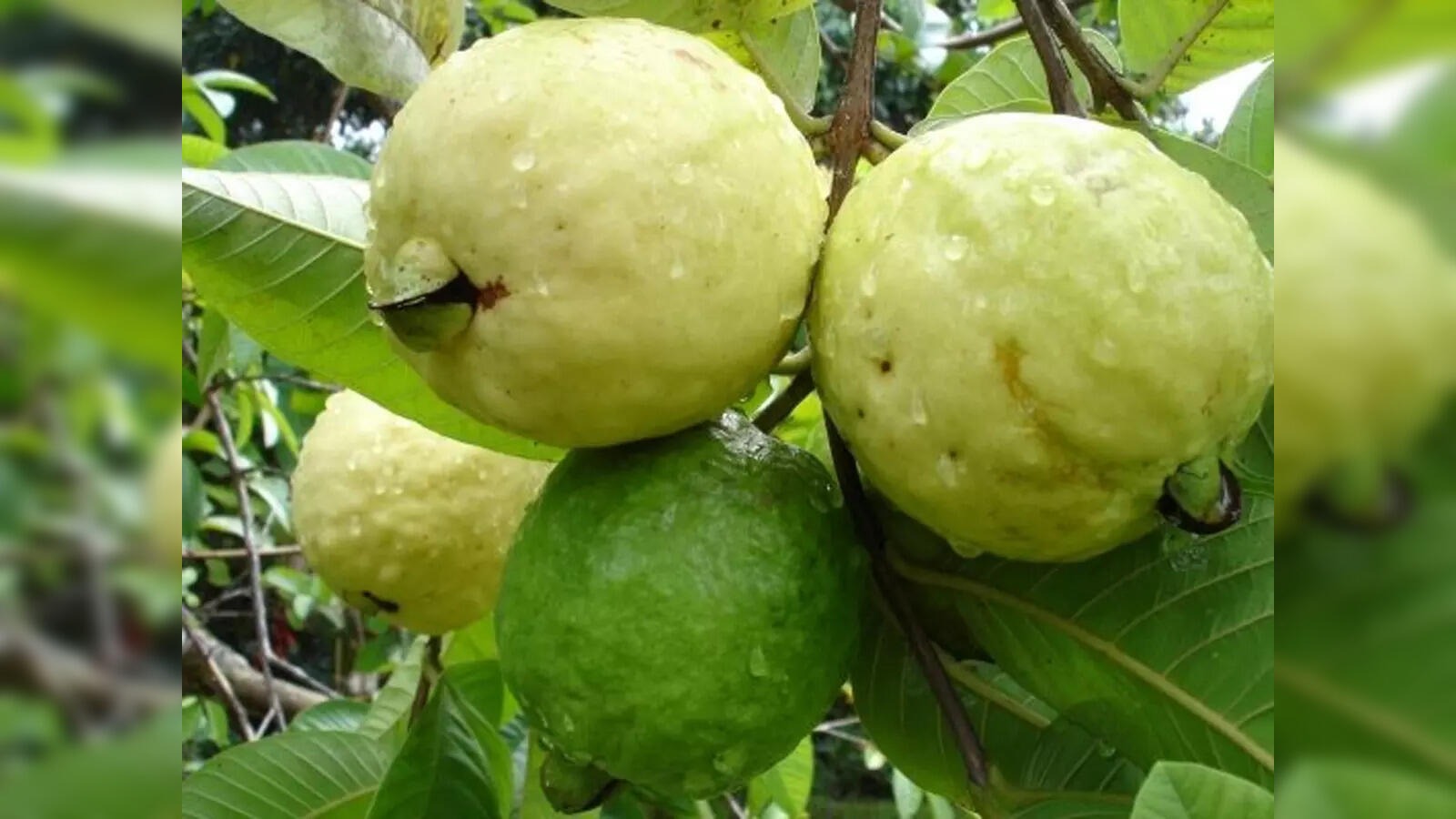 Eating Guava Regularly Helps You Avoid Facing Many Health Issues ...