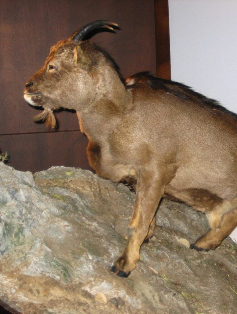 The Balearic Cave Goat: The Only Goat With Forward-Facing Eyes and a ...