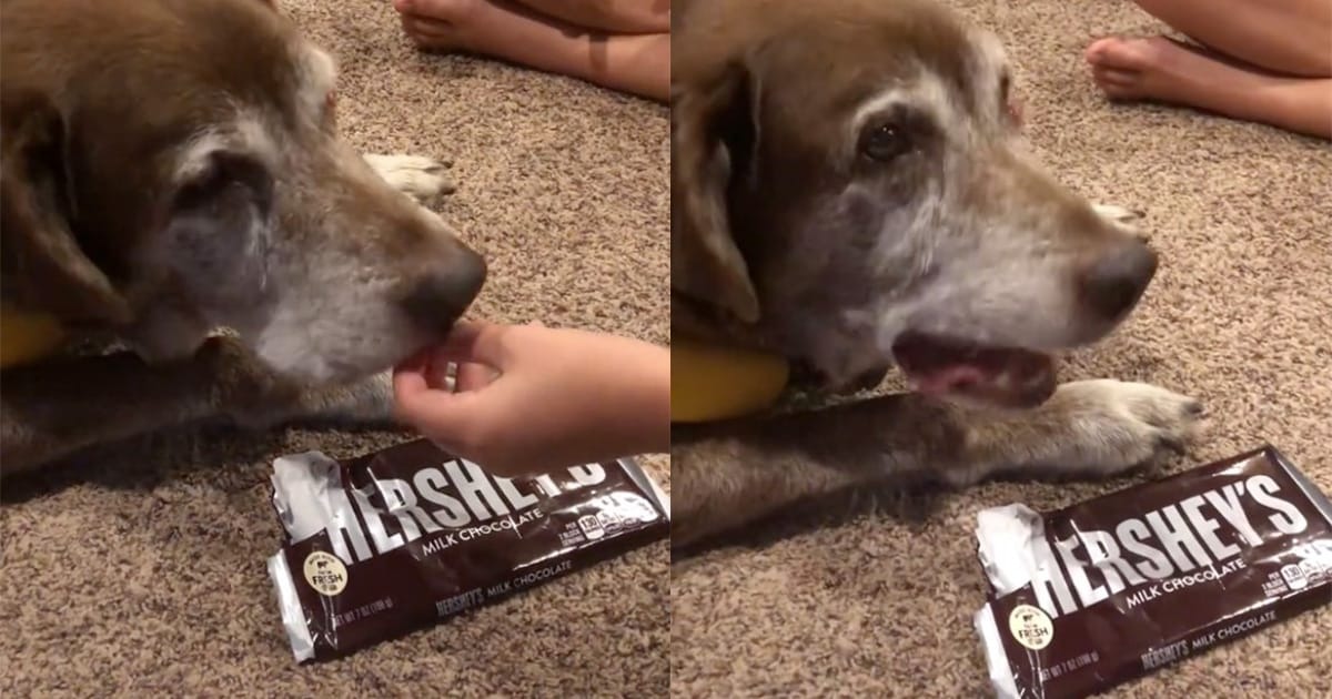 Family Gives Their Senior Dog Chocolate as a Final Treat: “No Dog ...