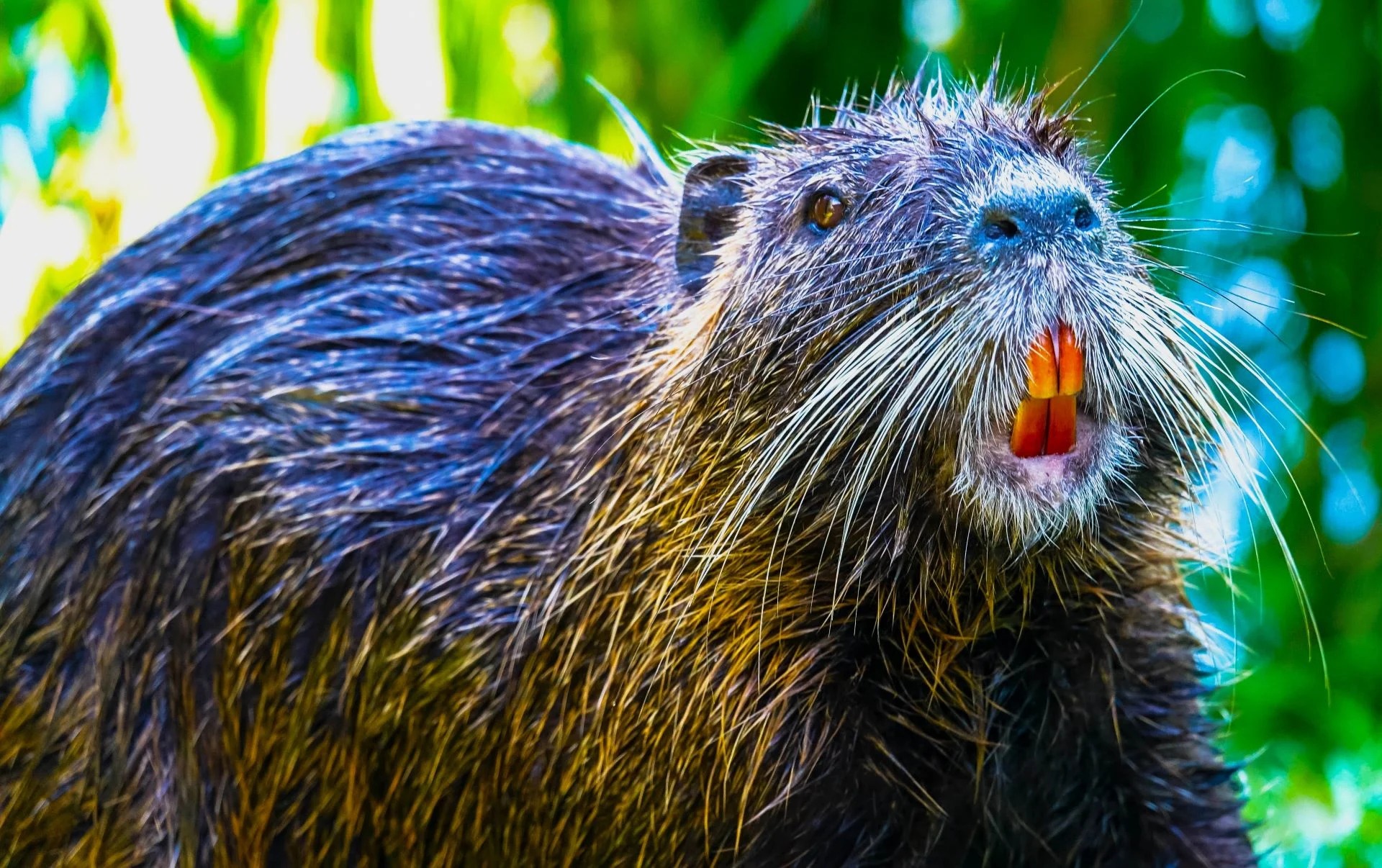 Multiple states still dealing with 20-pound, orange-toothed invasive ...