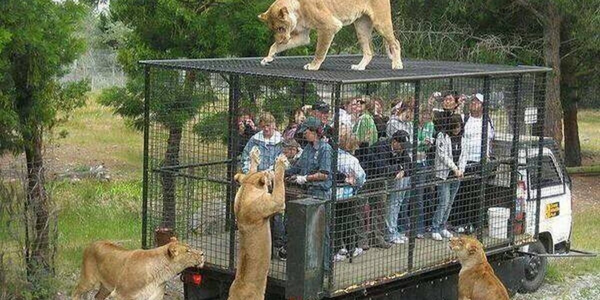 A Zoo Where Humans Are Caged and Animals Roam Free - Hasan Jasim