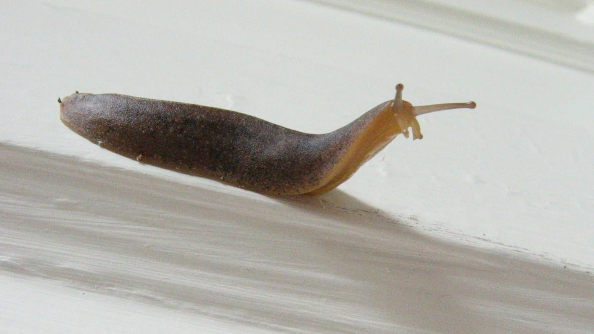 If slugs keep appearing inside your house, check this immediately ...