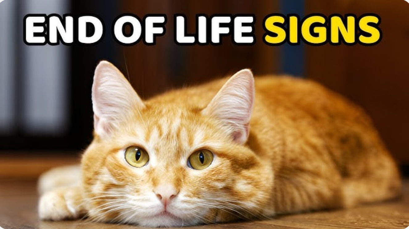 11 Signs Your Cat May Be Nearing the End of Its Life - Hasan Jasim