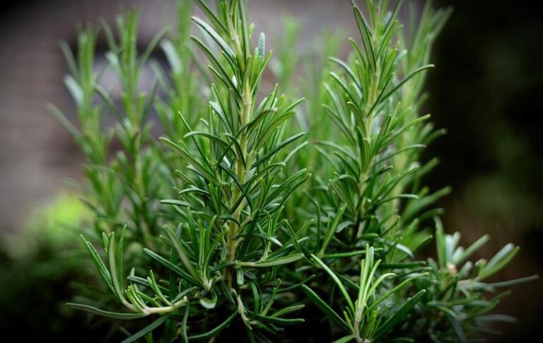 The Benefits of Rosemary for Older Adults: Nature’s Powerful Support ...