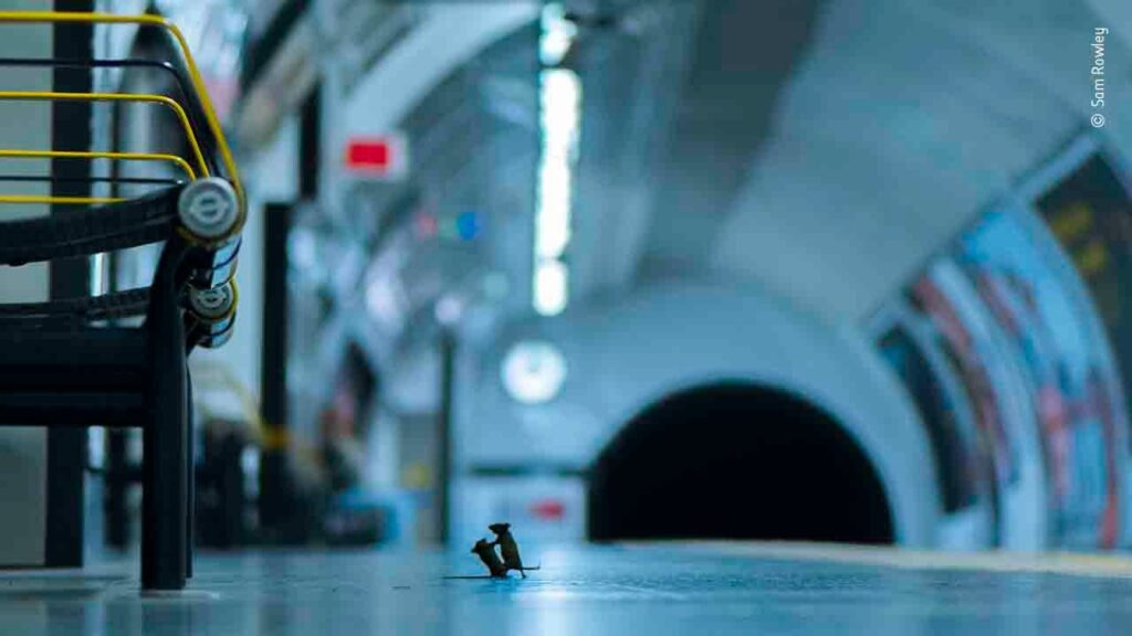 Photographer captures award-winning photo of mice fighting in London ...