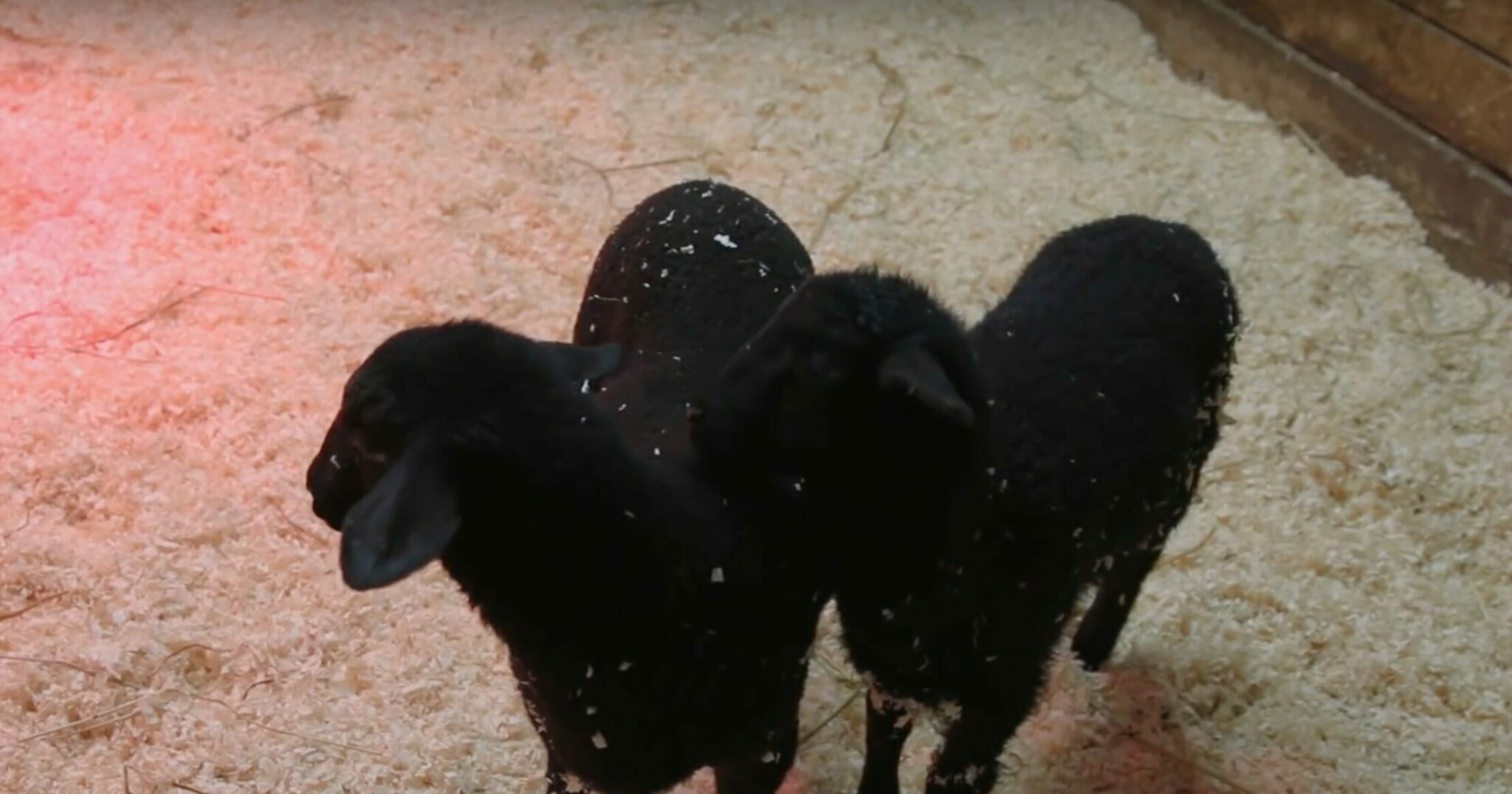 Lamb Reunites With Her Mother After Being Saved From Slaughter — A ...