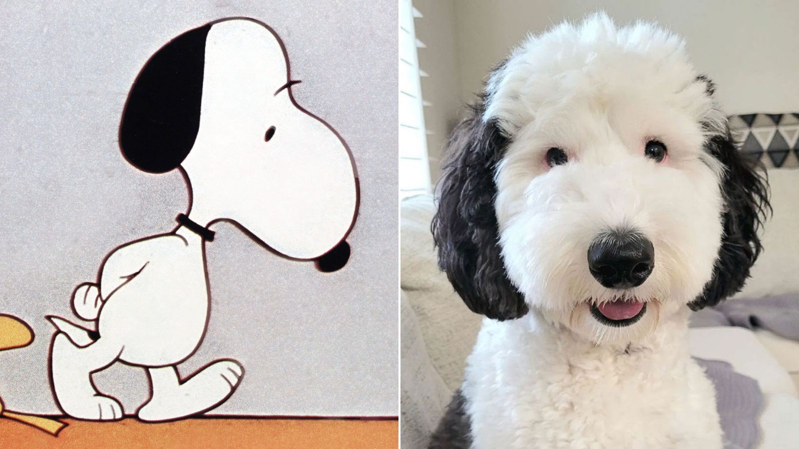 Meet Bayly, the Real-Life Dog Who Looks Just Like Snoopy - Hasan Jasim
