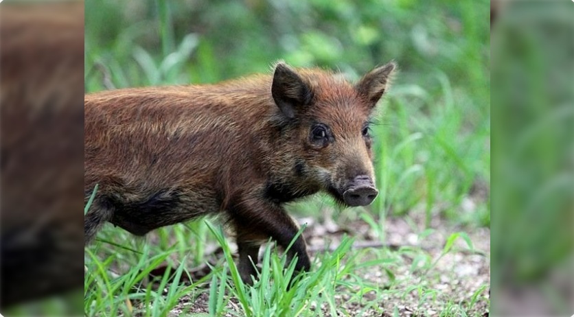 Feral Pig Drinks 18 Cans of Beer in Australian Campsite — Chaos Follows ...