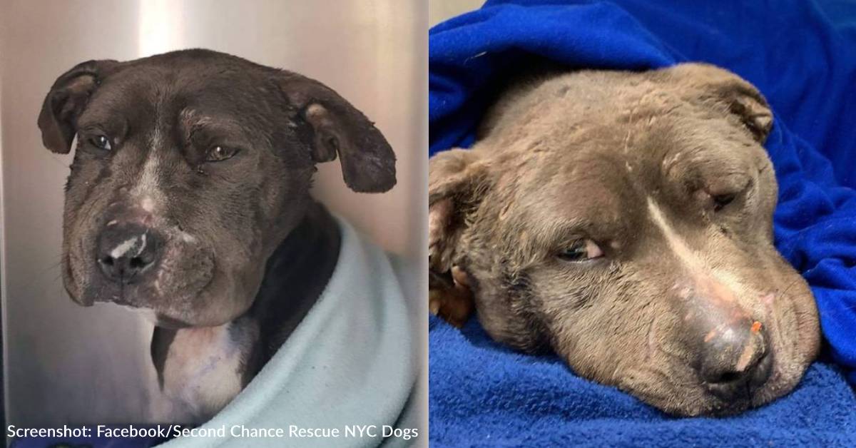 Bait Dog Dumped In Container At Shelter - Hasan Jasim