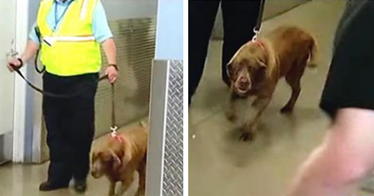 She’s forced away from her master due to war – now the best friends are ...