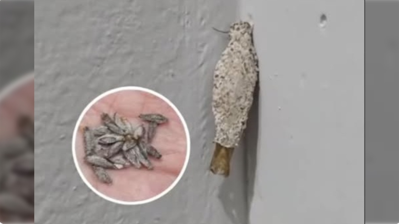 The Most Common Places This Insect Hides Inside Your Home - Hasan Jasim