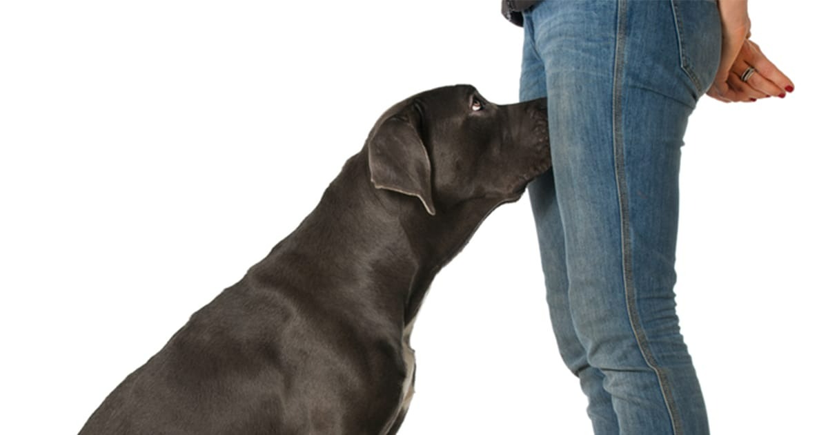 If your dog is sniffing your genital area, here is what it means ...